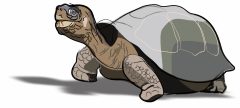 Math Turtle